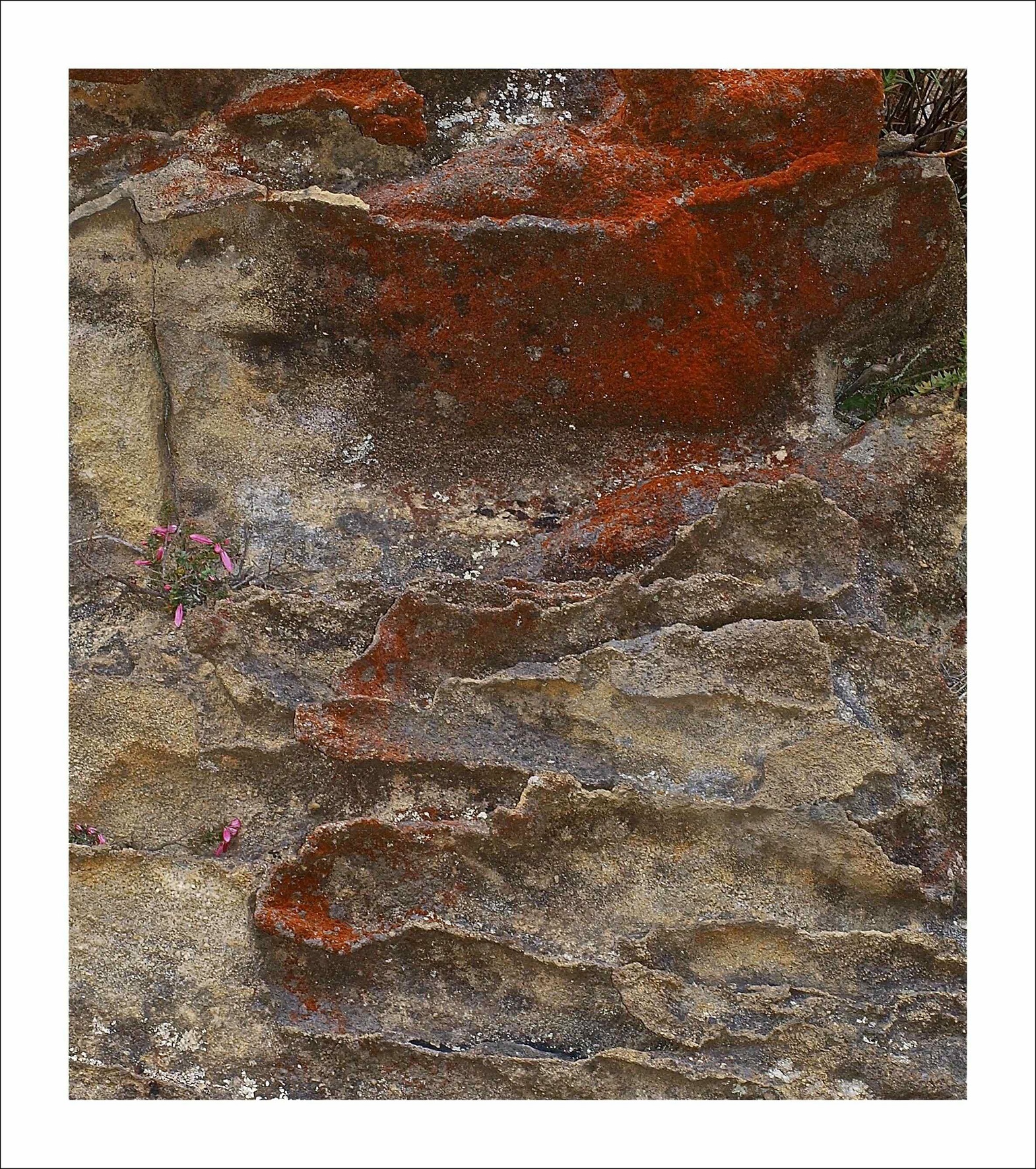 Lichen Flowers - Bell Photos Australia